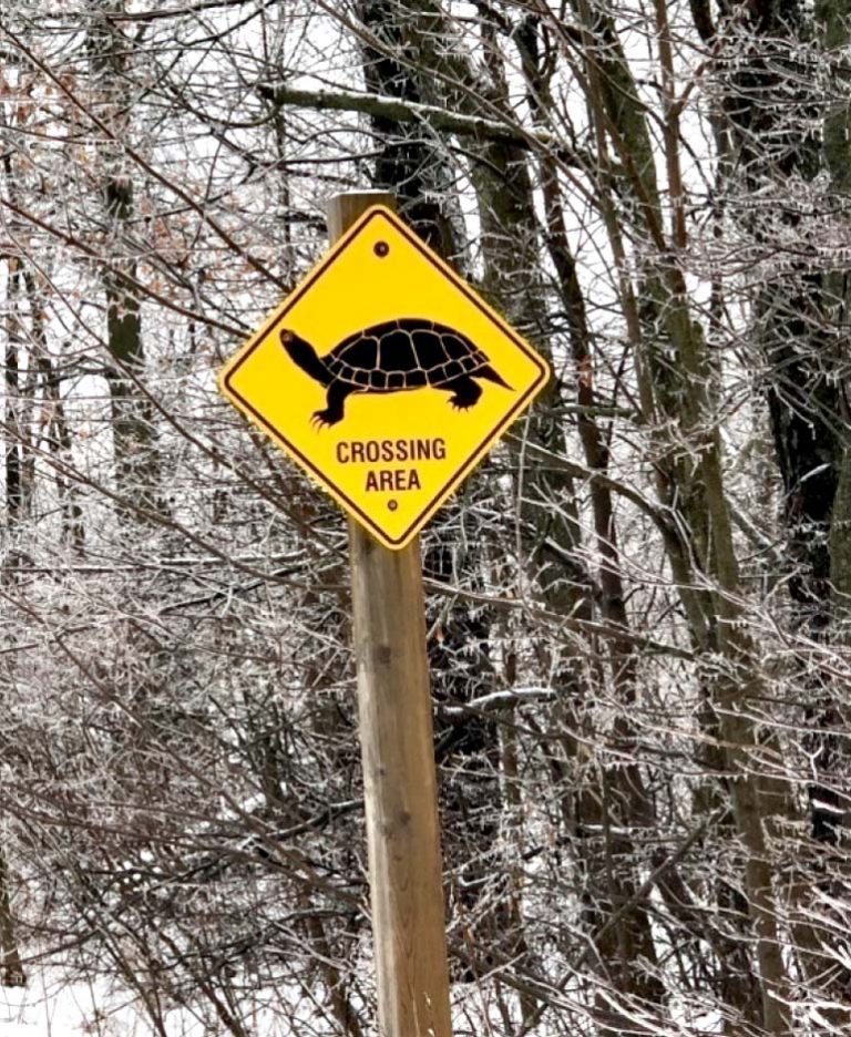 Turtle crossing signs to be permitted on county roads