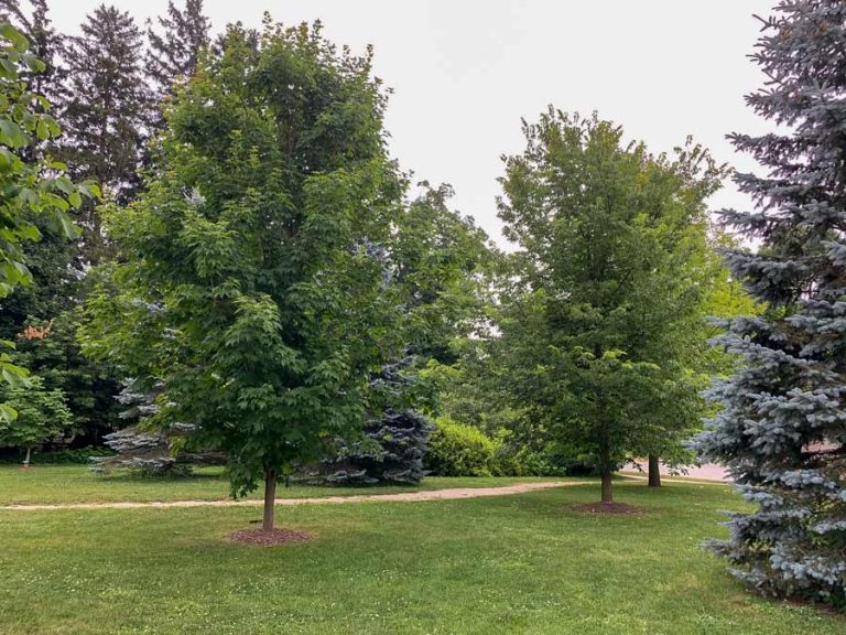 Celebration Tree program winding down