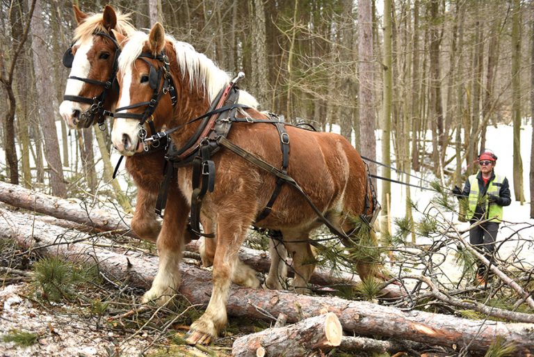 Logging with horses: heritage meets hard work