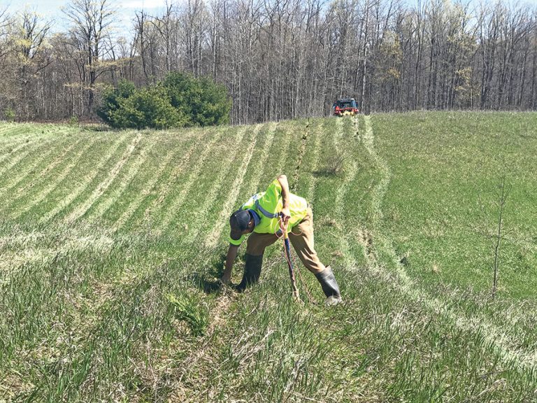 Over 80,000 trees to be planted across Wellington County this spring ...