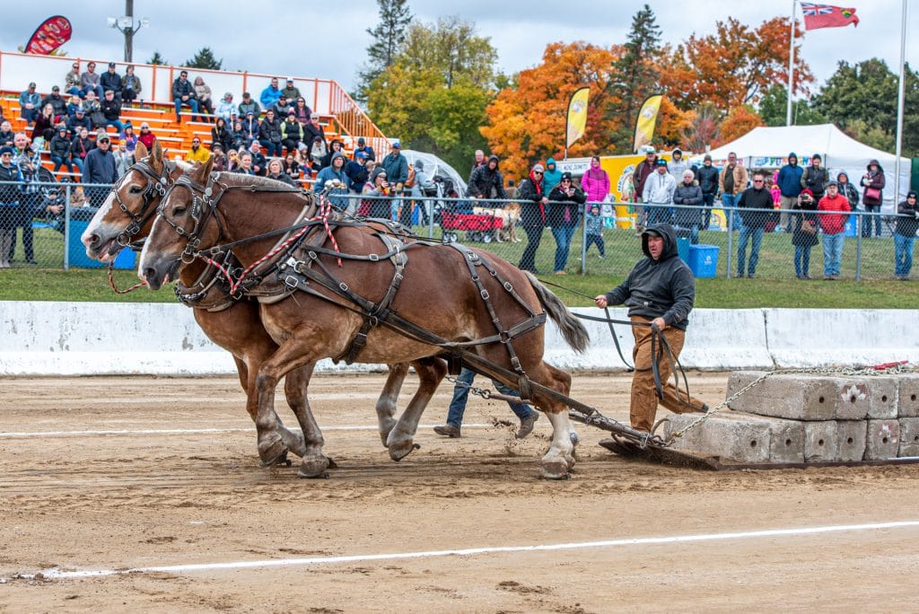 Erin Fall Fair Activities at the Equine Tent