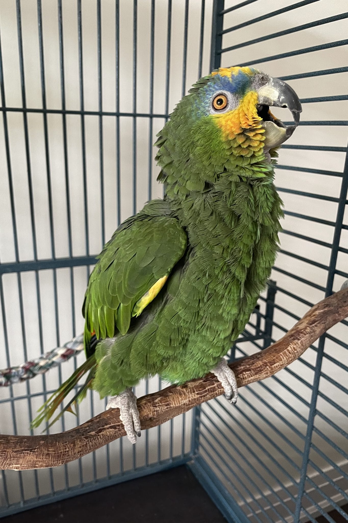 The pros and cons of keeping parrots