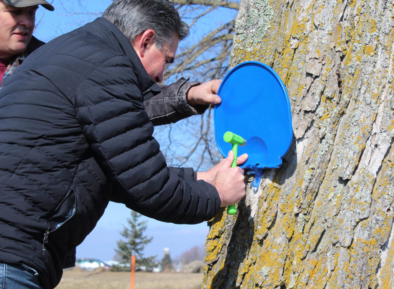 Ceremonial tree tapping symbolizes start of maple syrup season