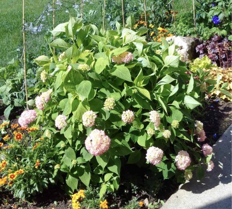 Summer beauties: How to get the most from your hydrangeas